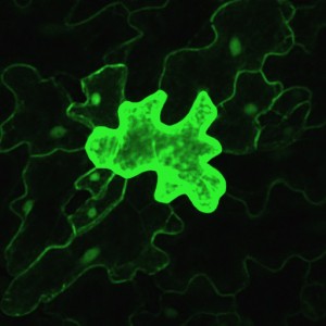 Pavement cells, a living puzzle « Botany One