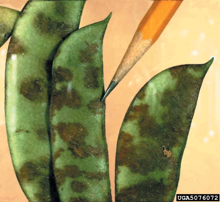 Colletotrichum comes good « Botany One