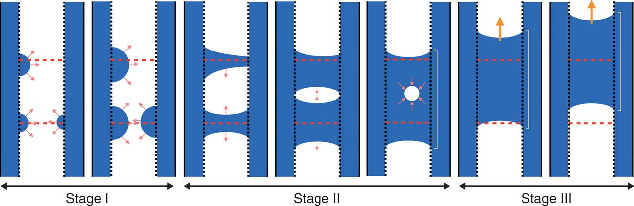 The temporal dynamics of xylem refilling and recovery from embolism in ...