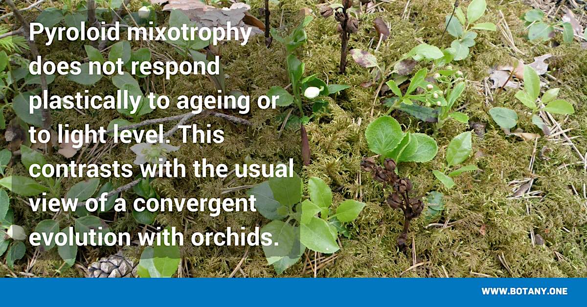 Mixotrophy in boreal pyroloids does not vary with tissue age or light ...