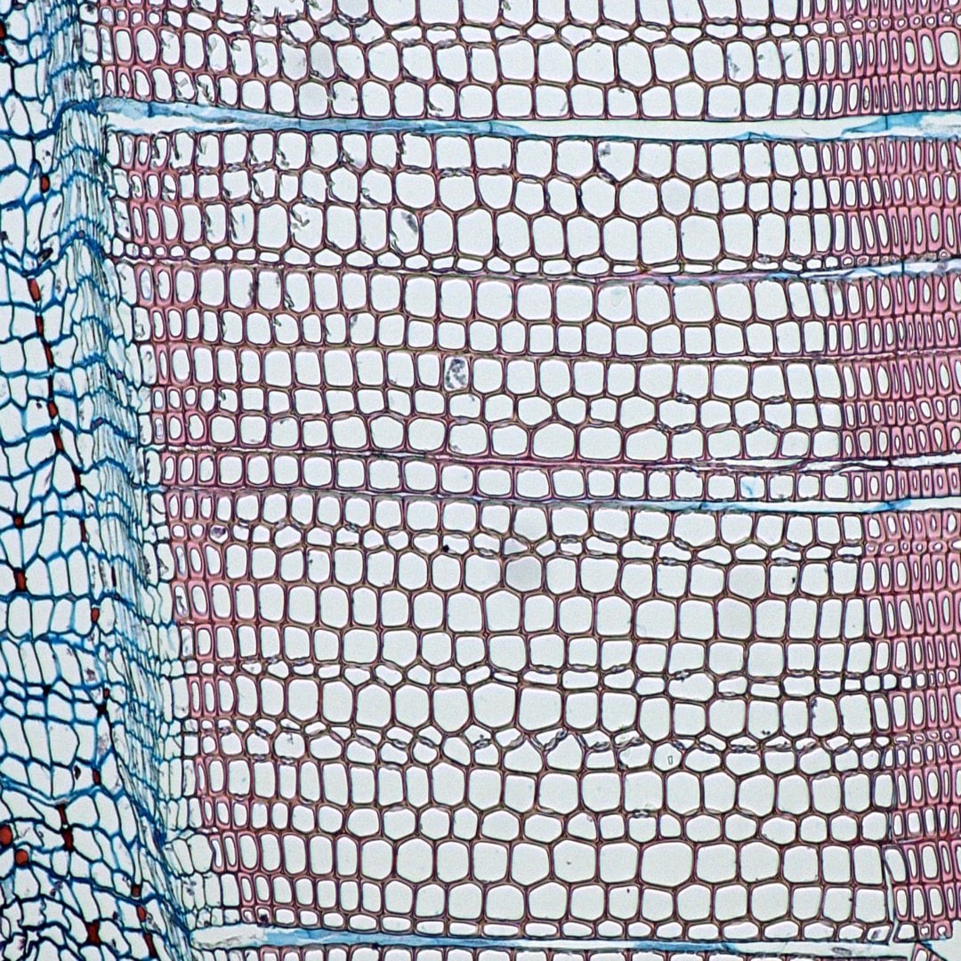 Xylogenesis and IADF formation in Mediterranean softwoods and hardwoods ...