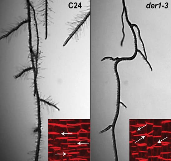 Actin cytoskeleton, plant growth and development in Arabidopsis root ...