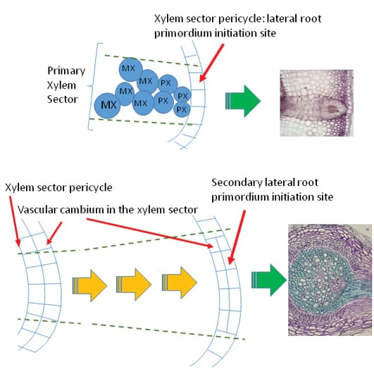 Regulatory networks controlling the development of the root system and ...