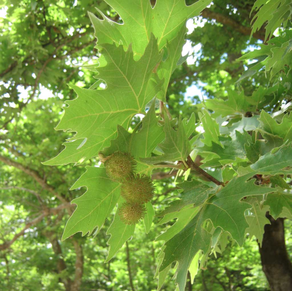 Genetic diversity of the oriental plane tree
