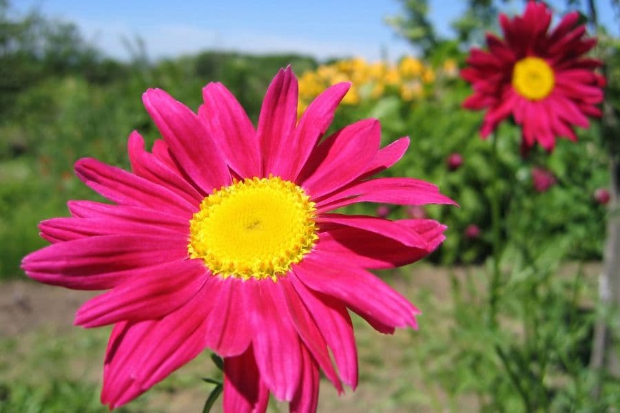 Pyrethrum's mimicry gives flowers a double defence « Botany One