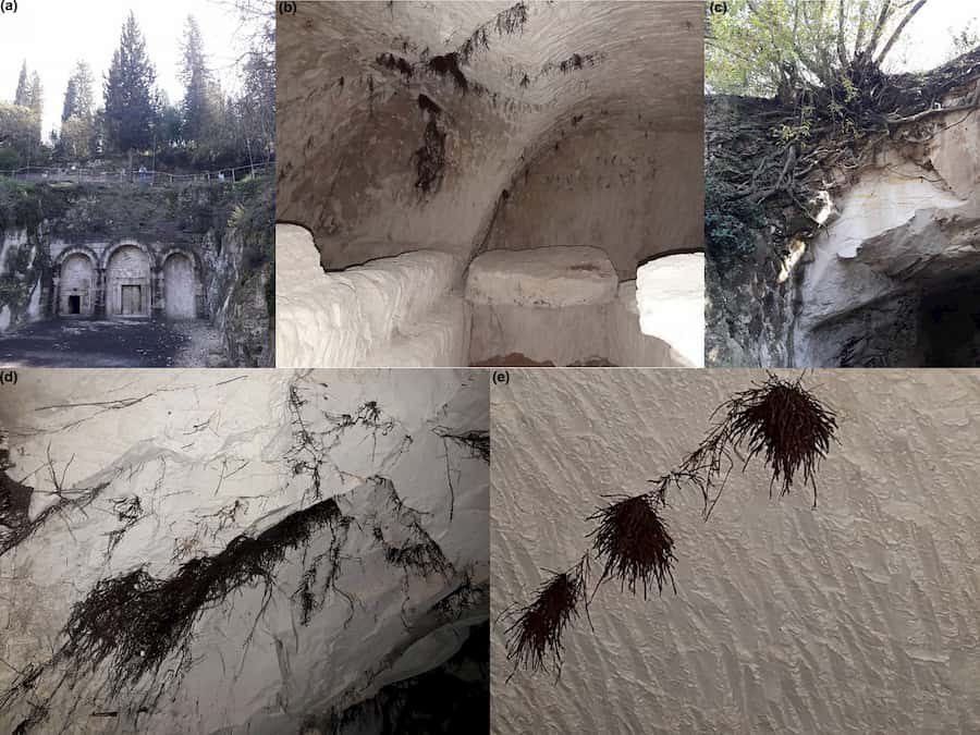Tree root identification saves ancient caves and the forest above them ...